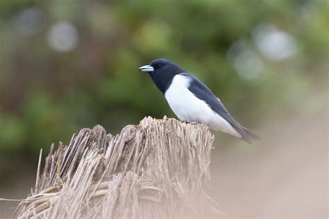Classic Papua New Guinea Tour Report 2022 Birdquest