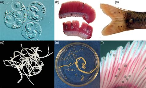 Fish Parasites Special Issue Parasitology Cambridge Core