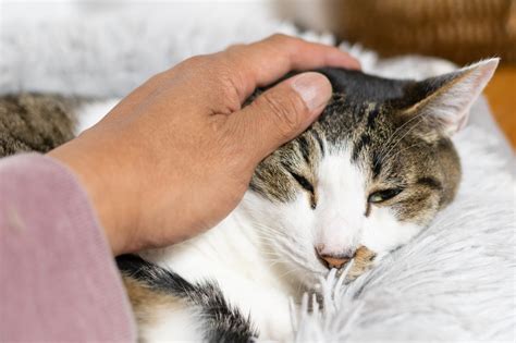 年老いた猫に対する適切なケアと注意について 【公式】ピュアラックス（pureluxe）無添加ドッグフード・キャットフード通販