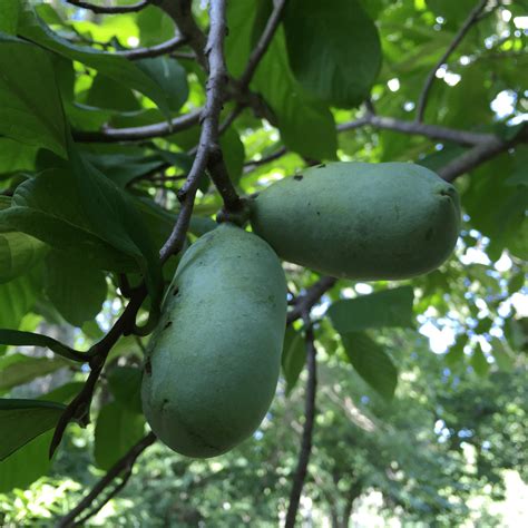 Paw Paw Asimina Triloba Monticello Shop