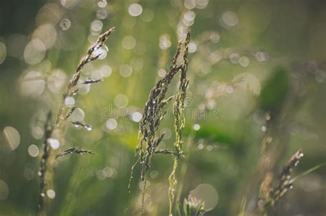 Water Drops On Green Grass Beautiful Closeup Of A Bent Grass On A