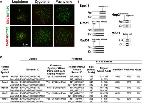 Zebrafish As A Model For Meiotic Recombination Studies A