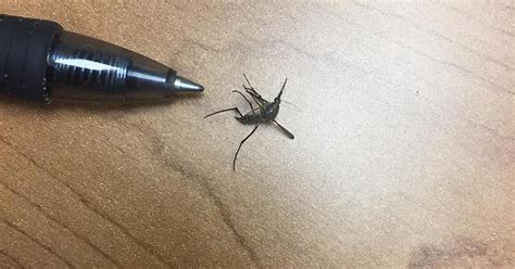Mutant Sized Mosquito Album On Imgur