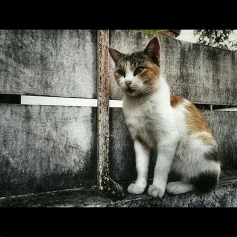 My First Cat