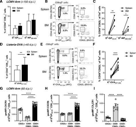 Memory CD8 T Cells With A Resident Phenotype Are Present In Murine BM Download Scientific