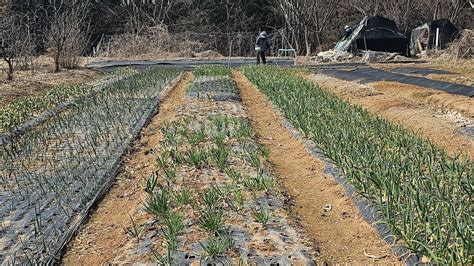 홍산마늘코끼리마늘실파로 키운 대파달래파쪽파 3월 밭에서 해야 할 일 마치고 보름 후 성장 기록 Youtube