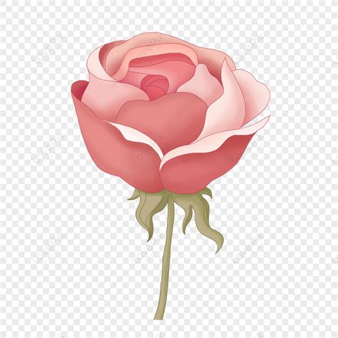 장미 꽃 Png 일러스트 무료 다운로드 Lovepik