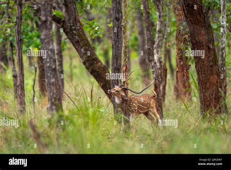 Spotted Deer Or Chital Or Axis Axis Rubbing His Antlers On The Base Of