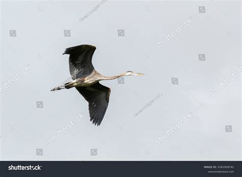 318611 새 날개 일러 이미지 스톡 사진 및 벡터 Shutterstock