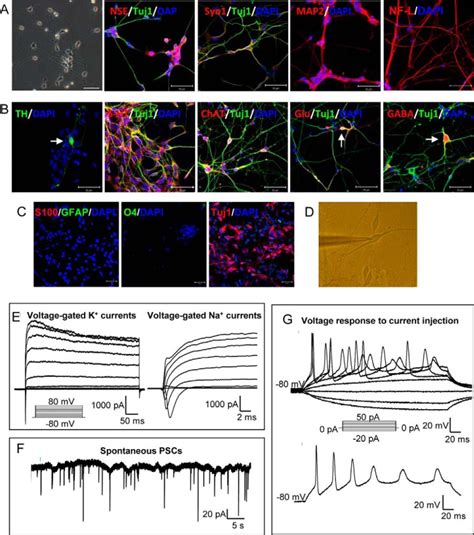Direct Conversion Of Human Fibroblasts Into Neuronal Restricted Progenitors Pmc