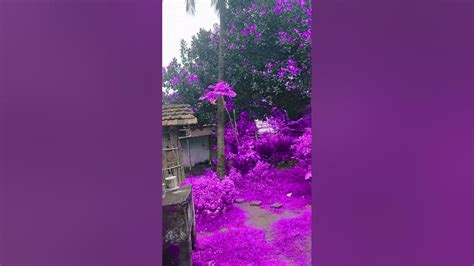 সুন্দর জায়গা ☺️ Youtube