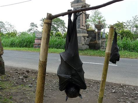 Amazing Magazine Giant Golden Crowned Flying Fox