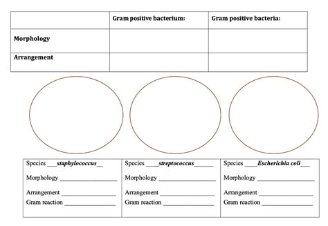 Solved Gram Positive Bacterium Gram Positive Bacteria Morphology