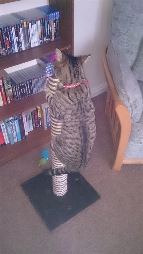 My Mini Danger Floof Album On Imgur