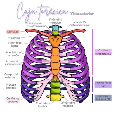 Anatomía Del Tórax Humano