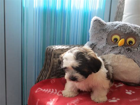 Süße Malteser Shih Tzu Welpen Viva Kleinanzeigen