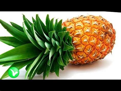 АНАНАС. Польза и вред ананаса для человека! - YouTube