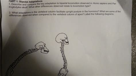 Solved Part 1 Bipedal Adaptations 1 Describe And Compare
