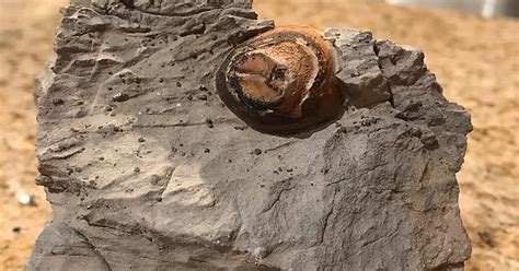 I Think I Found A Fossilized Egg What Is This Thing Album On Imgur