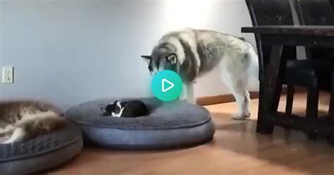 A Gentle Giant Discovers His Bed Has Been Occupied Album On Imgur
