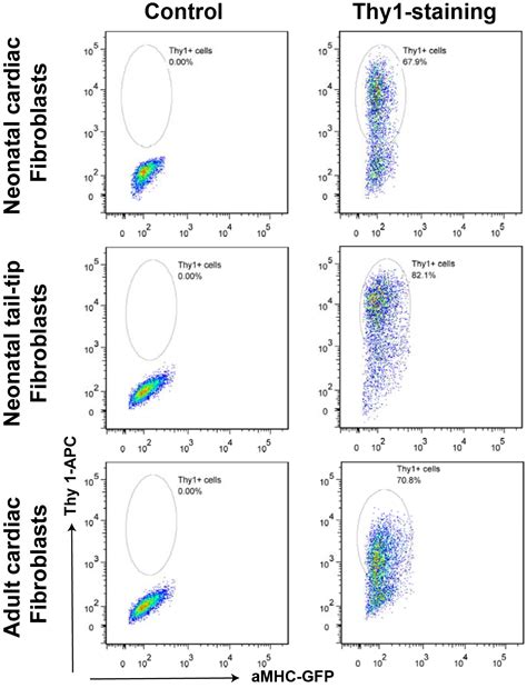 Production Of Cardiomyocyte Like Cells By Fibroblast Reprogramming With Defined Factors Pmc