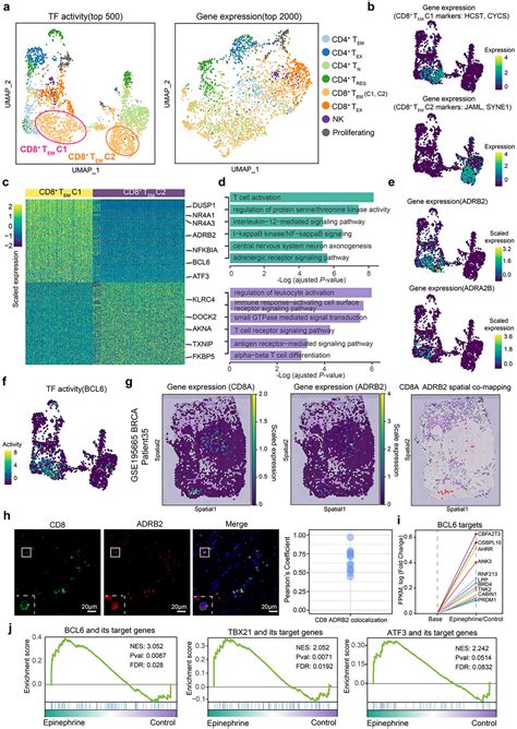 accurate transcription factor activity inference to decipher cell identity from single‐cell