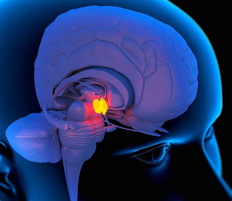 Hypothalamus In The Brain Artwork Photograph By Roger Harris