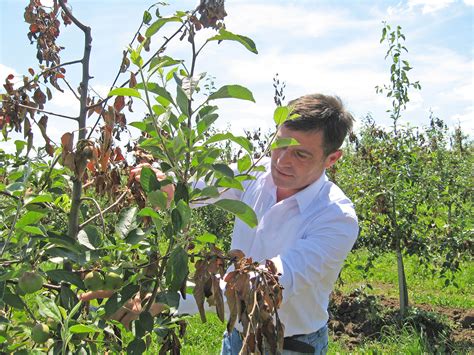 Borba Protiv Ervinije Na Minus 5 Stepeni Dobro Jutro