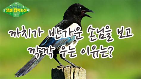 [알쓸생잡 30화]까치가 반가운 손님을 보고 깍깍 우는 이유는 Youtube