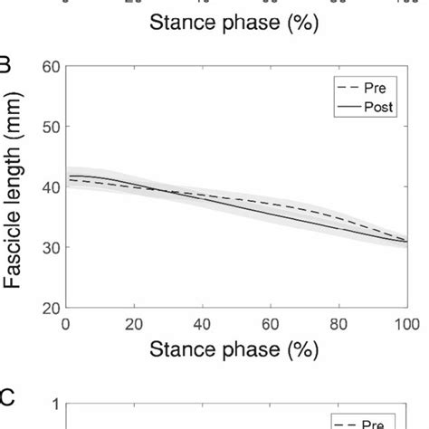 A Soleus Muscle Tendon Unit Mtu Length B Muscle Fascicle Length