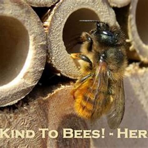Why Do They Call It The Birds And The Bees Diy Seattle