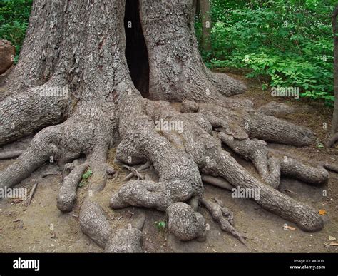 Roots Horizontal Root System Hi Res Stock Photography And Images Alamy
