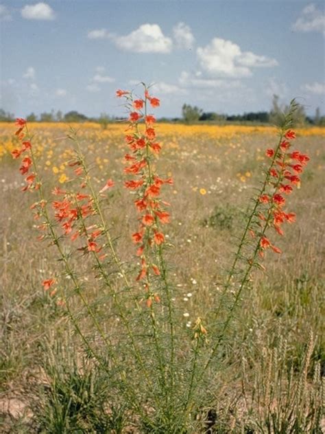 Ipomopsis Rubra Structure Landscapes