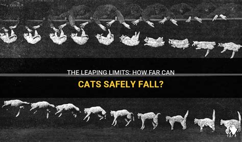 The Leaping Limits How Far Can Cats Safely Fall PetShun