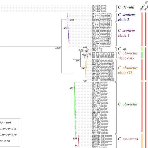 Maximum Likelihood Phylogenetic Tree Using Concatenated Genes Cox1
