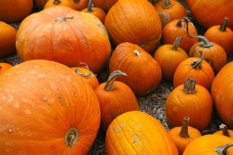 제철레시피 부드러운 단맛이 매력적인 늙은호박