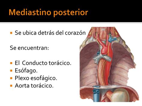 PPT Sistema Cardíaco PowerPoint Presentation free download ID 928469