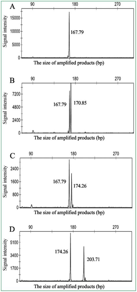 The Results From Vfug78868 Polymorphic Gene Are Shown As An Example Download Scientific