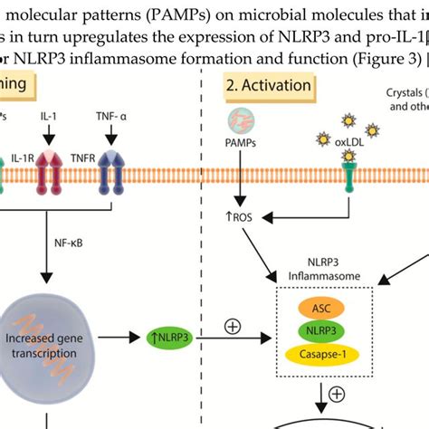 Infiltration Of Low Density Lipoprotein Ldl And Formation Of