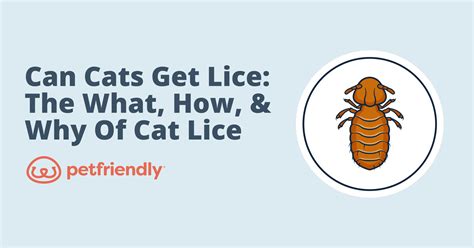 Can Cats Get Lice The What How And Why Of Cat Lice