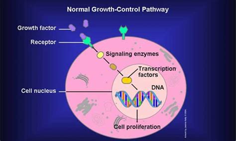 des induced proto oncogene and suppressor gene expression