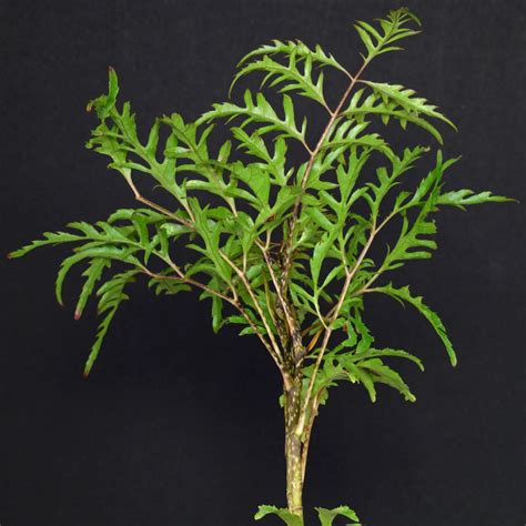 Fernleaf Aralia Polyscias Filicifolia