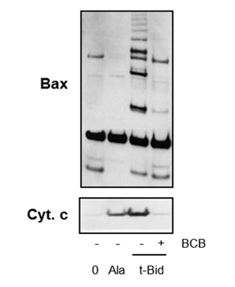 Mitochondrial Membrane Integrity Mitologics
