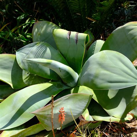 Agave And Hechtia Specimen Gallery