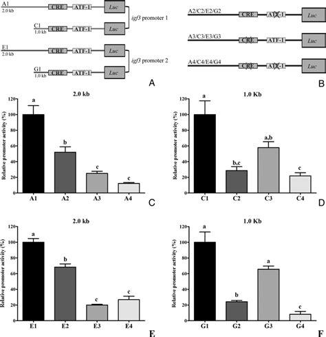 The Igf3 Promoter Activity In Hek 293t Cells A B Schematic