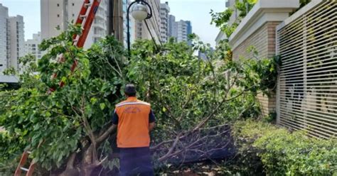 Defesa Civil de Londrina contabiliza quedas de árvores após temporal que atingiu a cidade D