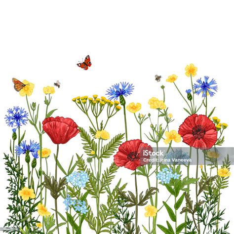 야생 허브 패턴 야생화 여름에 붉은 양귀비 콘플라워 잊어버리지 마세요 노란 버터컵 양치류 수채화에 대한 스톡 벡터 아트 및 기타