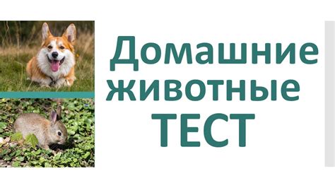 РКИ Домашние животные Тест Russian Domestic animals Test - YouTube