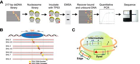 Design Of Nucleosome Templates With P53bs A A 217 Bp Dsdna Library Download Scientific