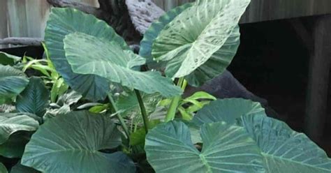 How To Plant Elephant Ear Bulbs In Spring